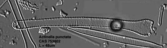 Light Microscope Images