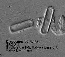 Genus - Diadesmus Kutzing