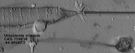 Genus - Urosolenia Round & Crawford in Round et al.