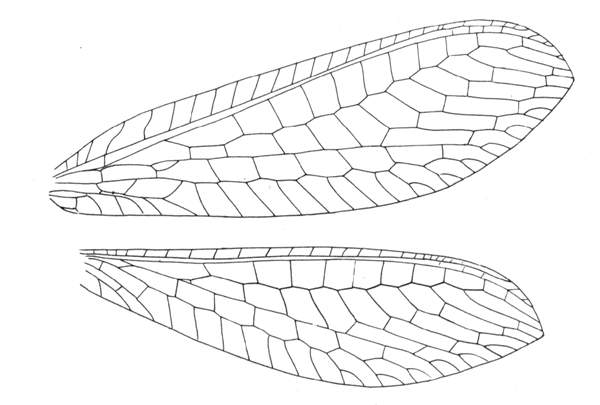 Factsheet - Chrysoperla congrua (Walker, 1853)
